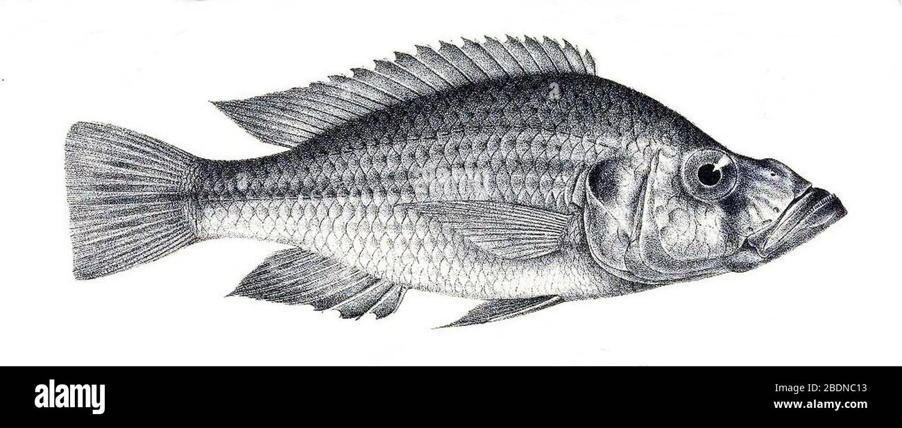 Prognathus hi-res stock photography and images - Alamy