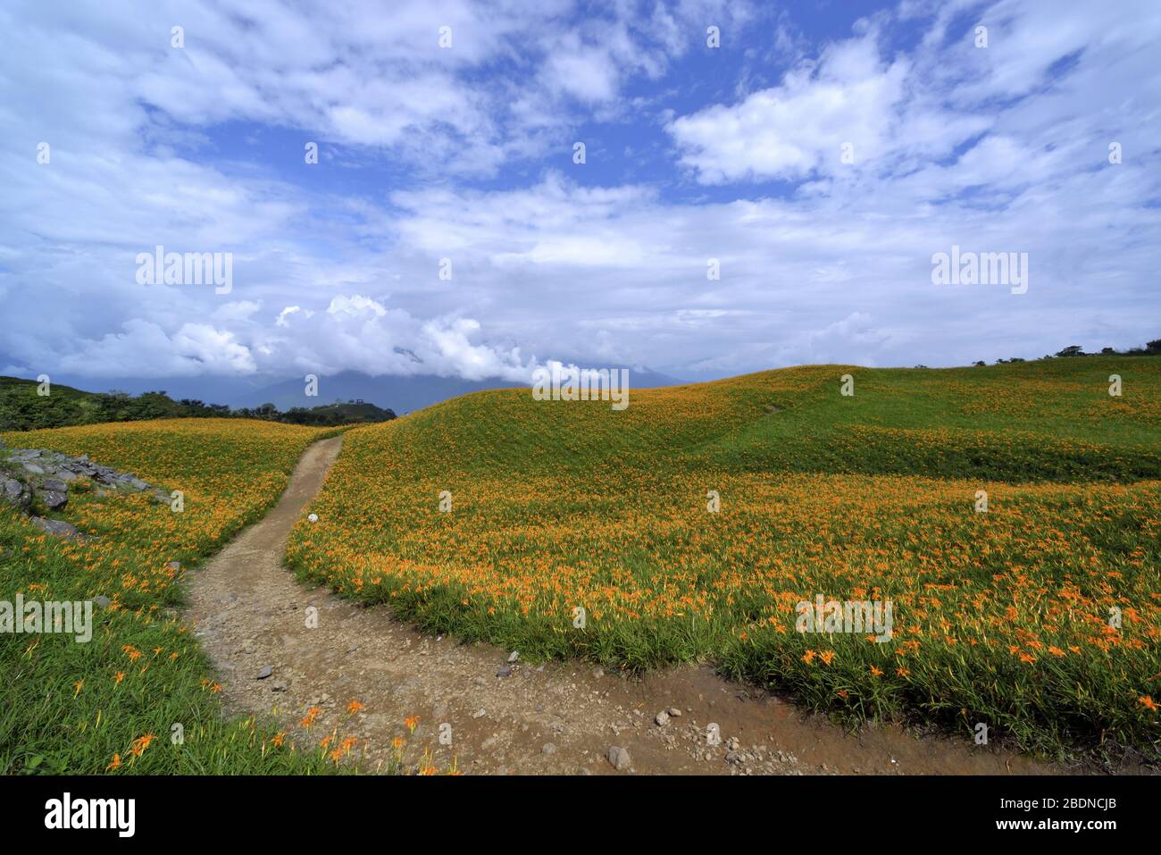 Lily flower farm in Hualien County Taiwan Stock Photo - Alamy