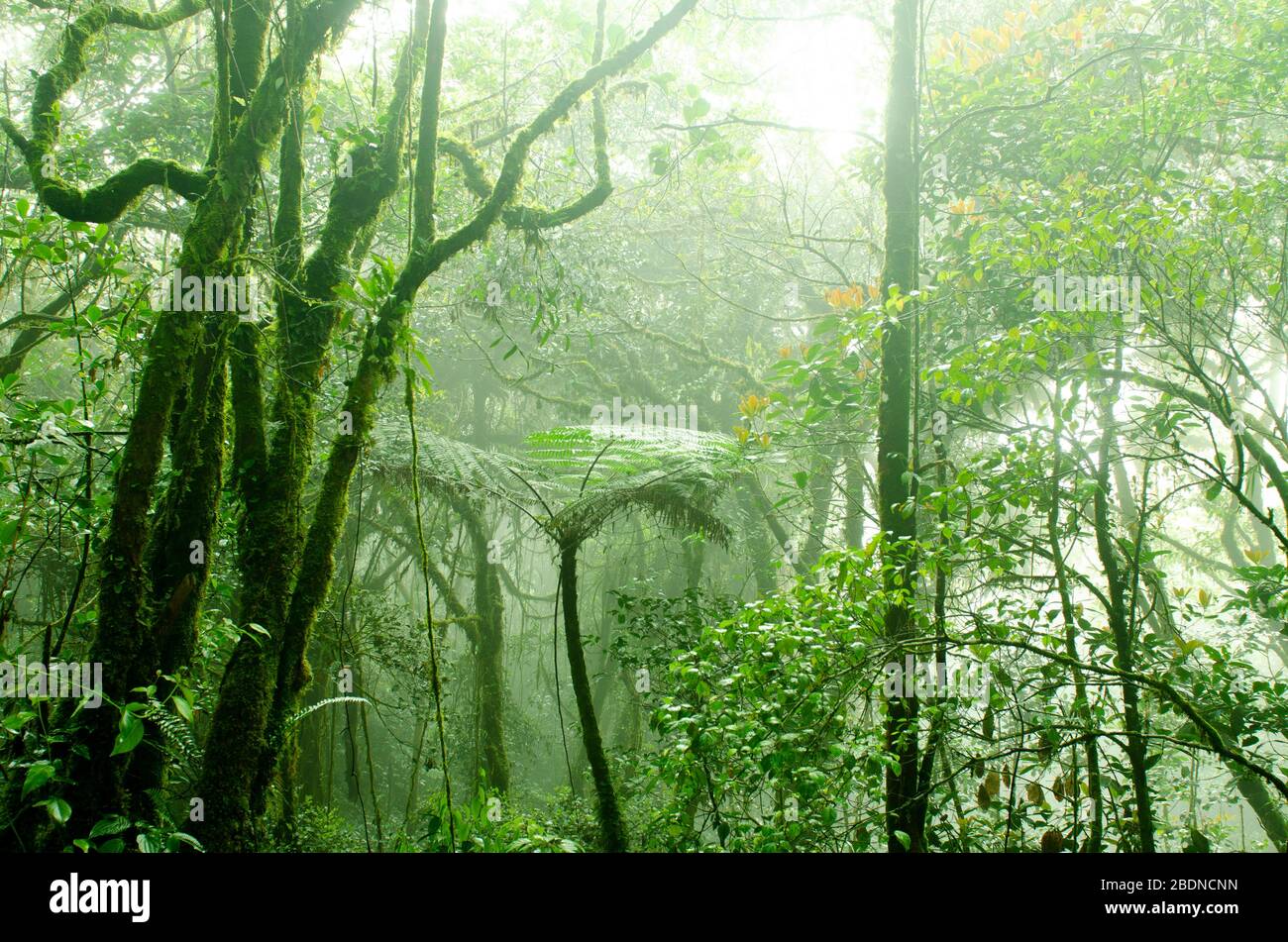 Mossy forest cameron highlands hi-res stock photography and images - Alamy