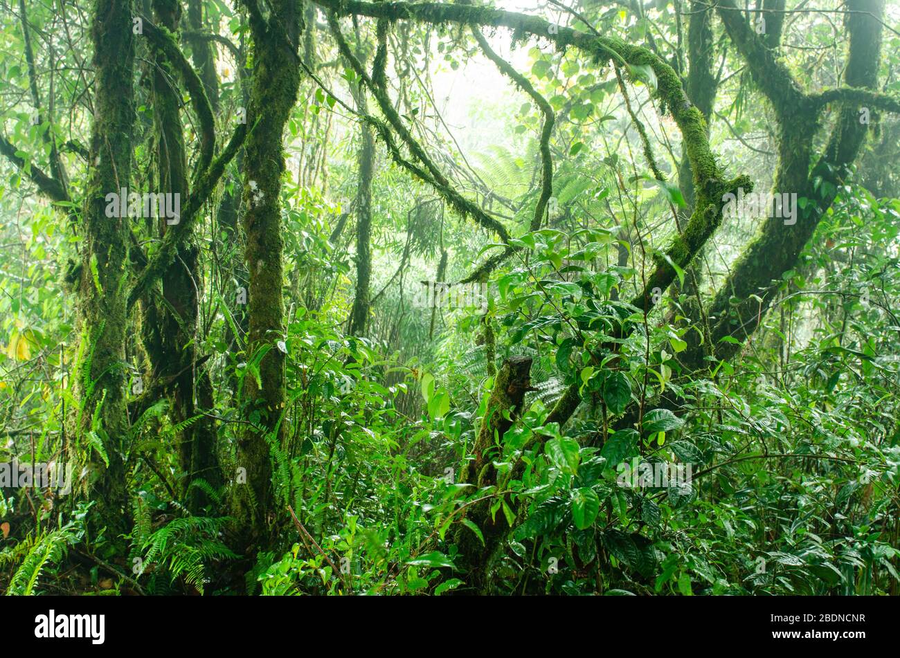 Mossy forest cameron highlands hi-res stock photography and images - Alamy