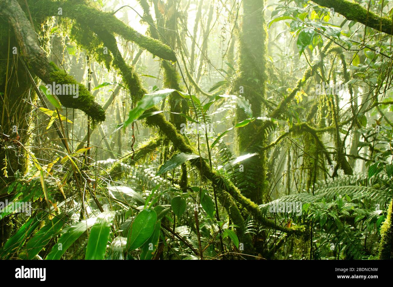 Mossy forest, cameron highlands Malaysia Stock Photo - Alamy