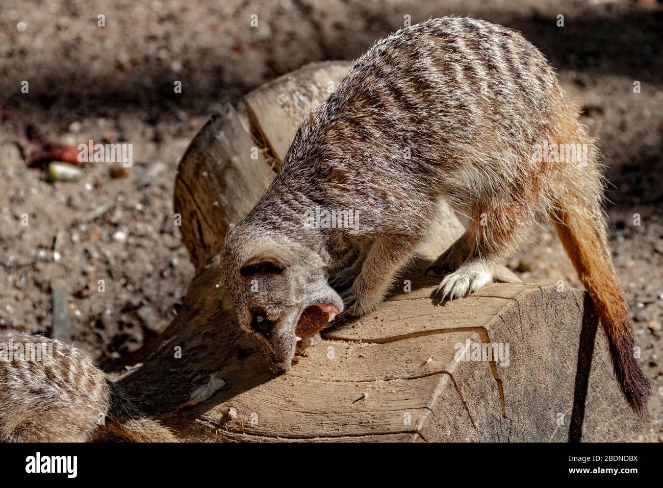 Meerkat eating on a log Stock Photo - Alamy