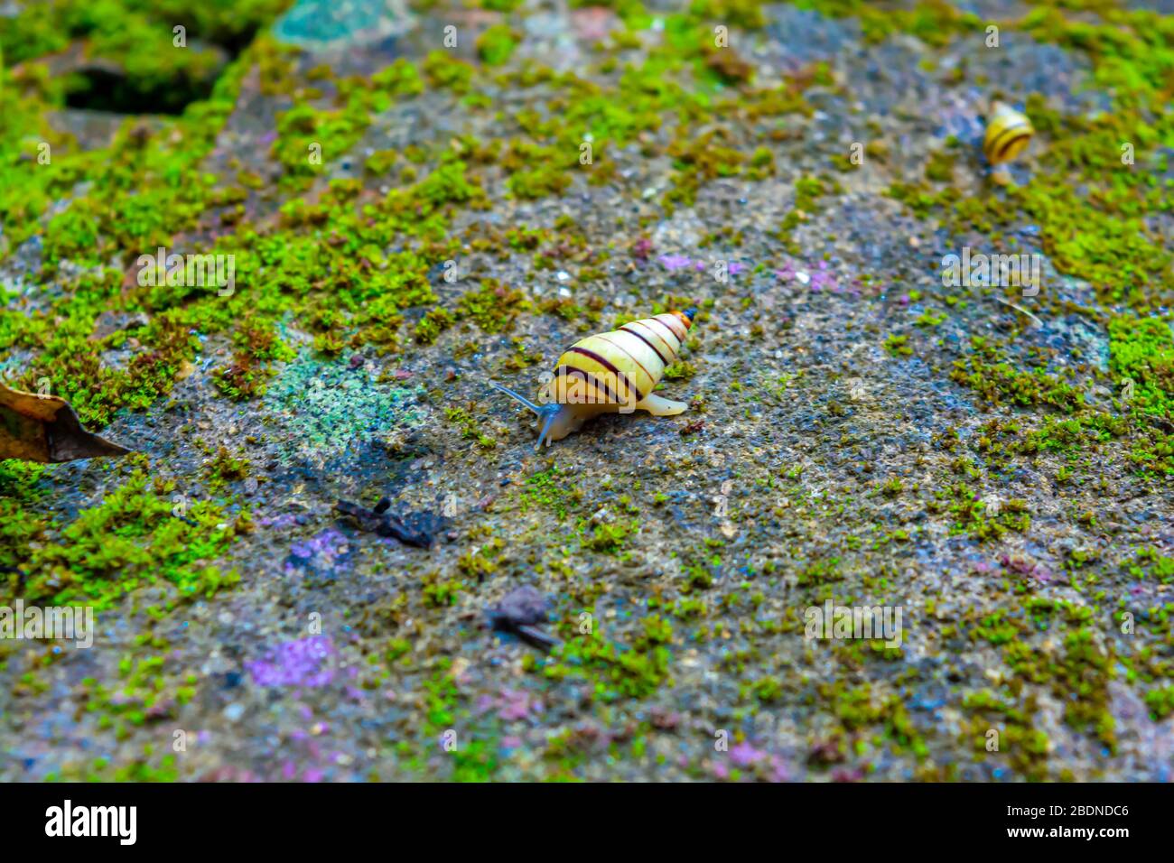 Striped Snails High Resolution Stock Photography and Images - Alamy
