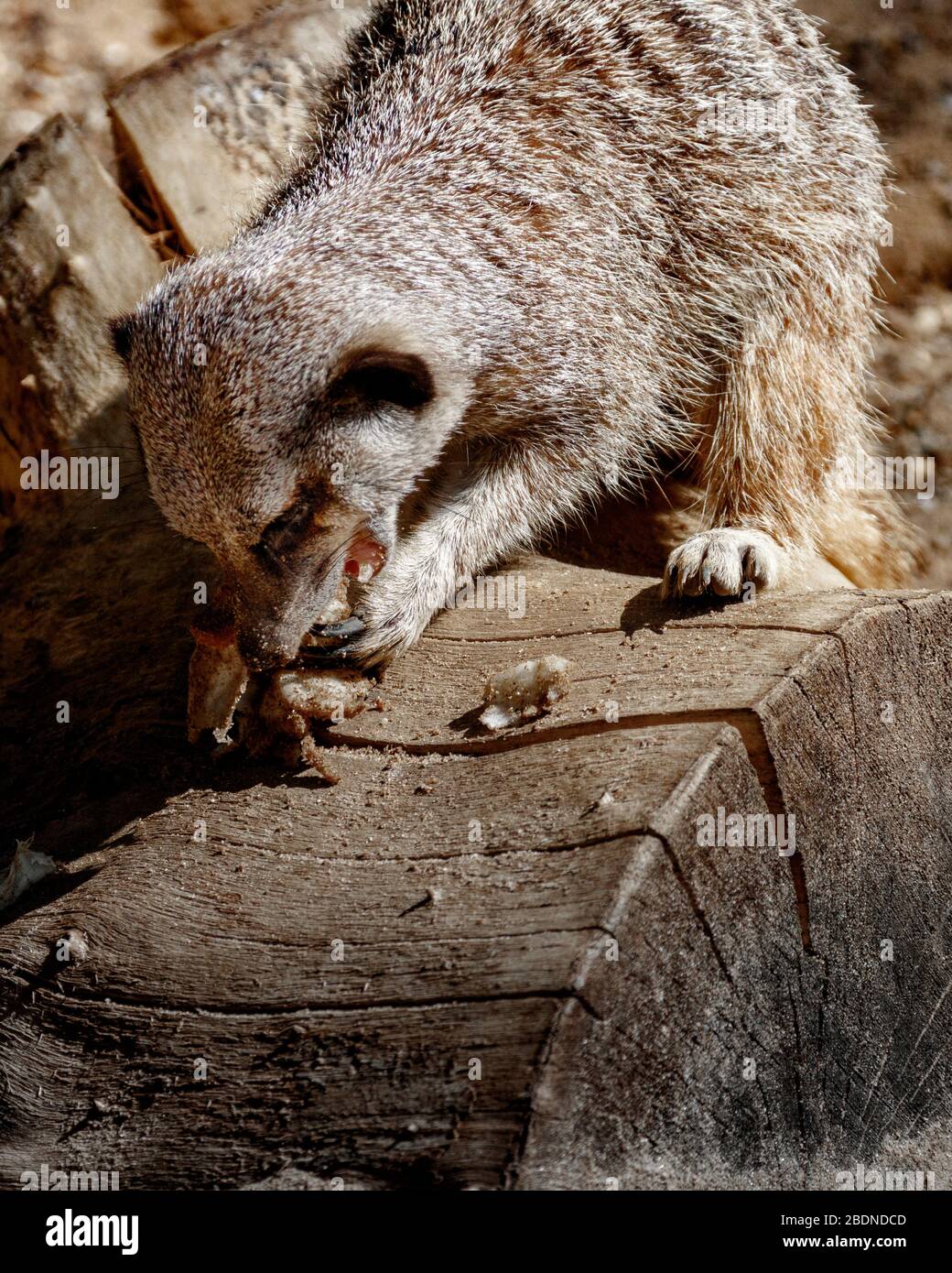 Meerkat eating on a log Stock Photo - Alamy