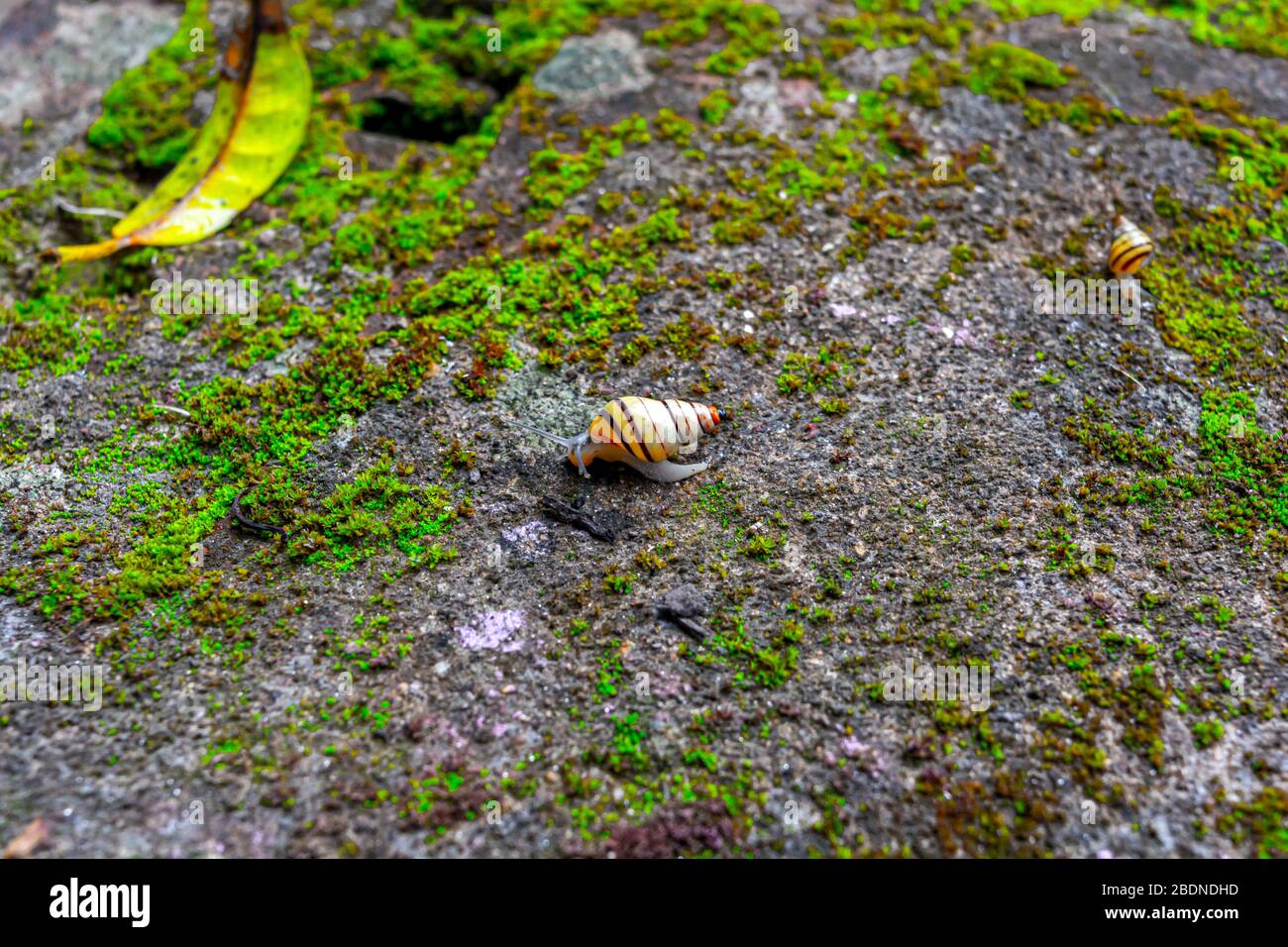 Striped Snails High Resolution Stock Photography and Images - Alamy