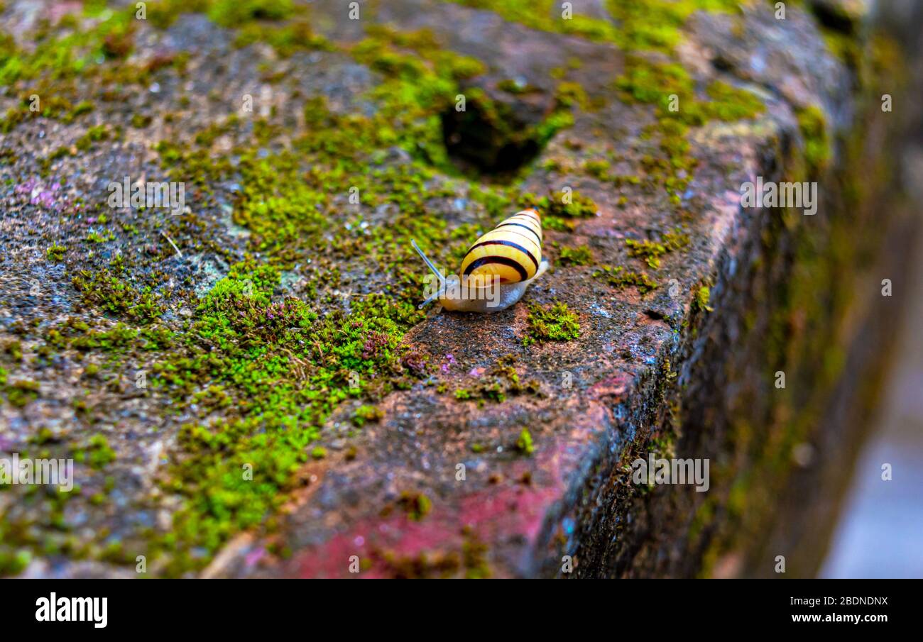 Striped Snails High Resolution Stock Photography and Images - Alamy