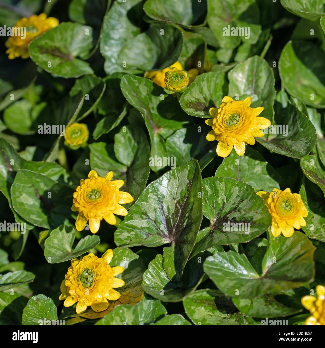 Blooming Ranunculus ficaria in spring Stock Photo - Alamy