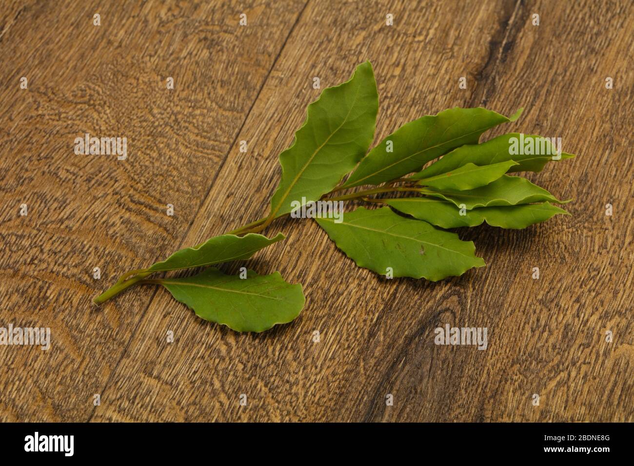 Green laurel leaves on the branch - for cooking Stock Photo - Alamy
