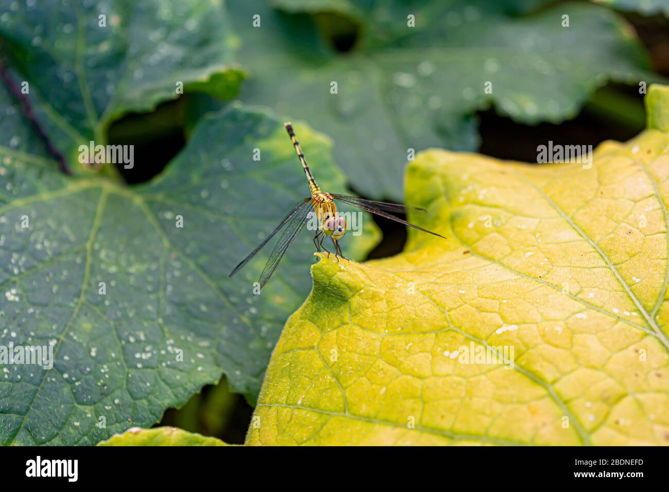 Ground Skimmer Dragonfly High Resolution Stock Photography and Images ...