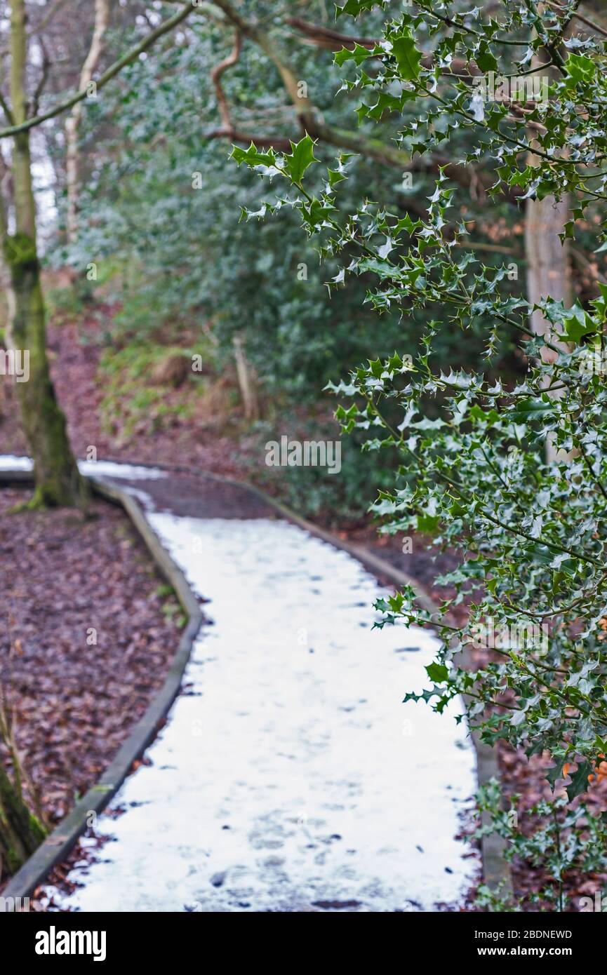 Snow covered walkway footpath through a woodland park area Stock Photo ...