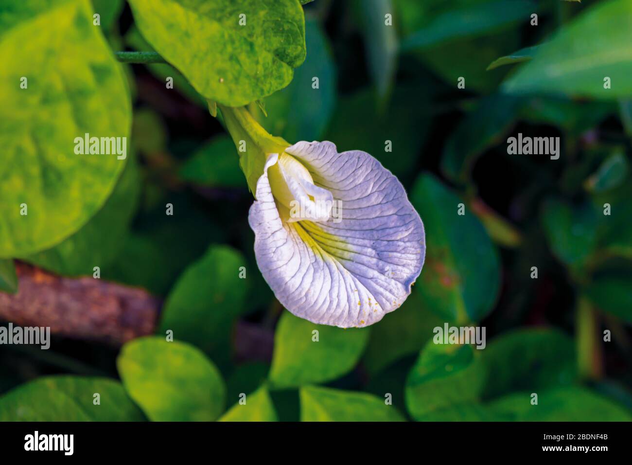 Asian Pigeon High Resolution Stock Photography and Images - Alamy