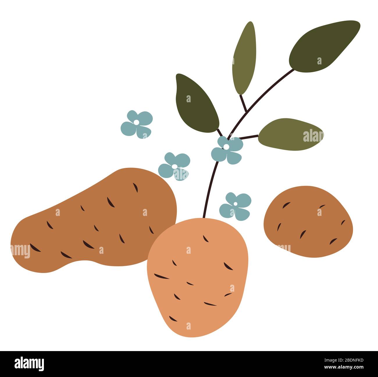 Raw potato plant with foliage, flowers and fruits Stock Vector Image ...