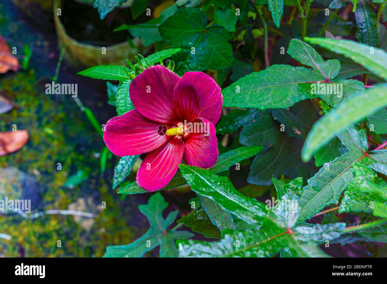 Kenaf Flower High Resolution Stock Photography and Images - Alamy