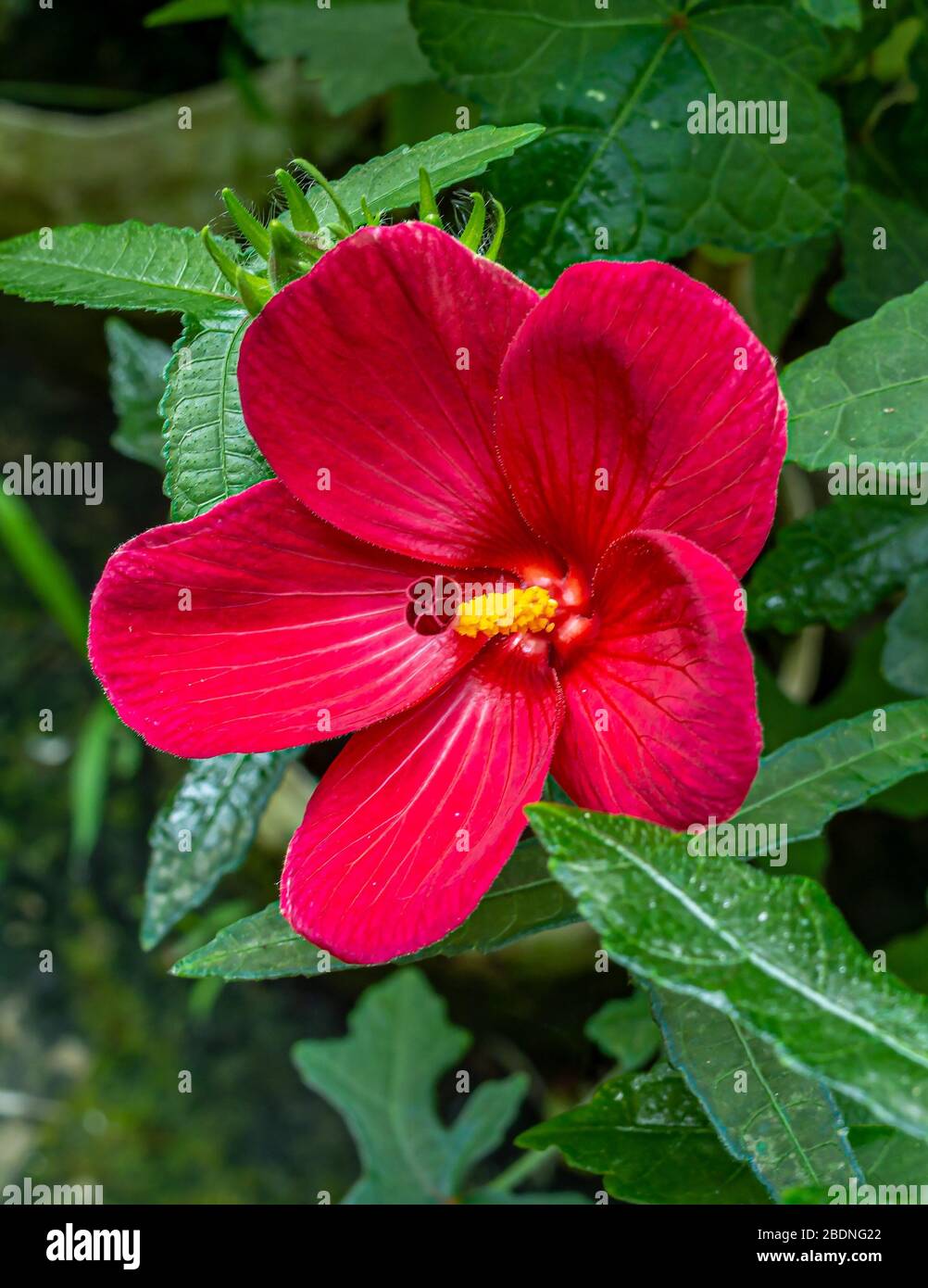 Indian Hibiscus Flower High Resolution Stock Photography and Images - Alamy