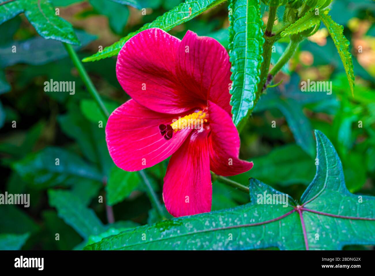 Indian Hibiscus Flower High Resolution Stock Photography and Images - Alamy