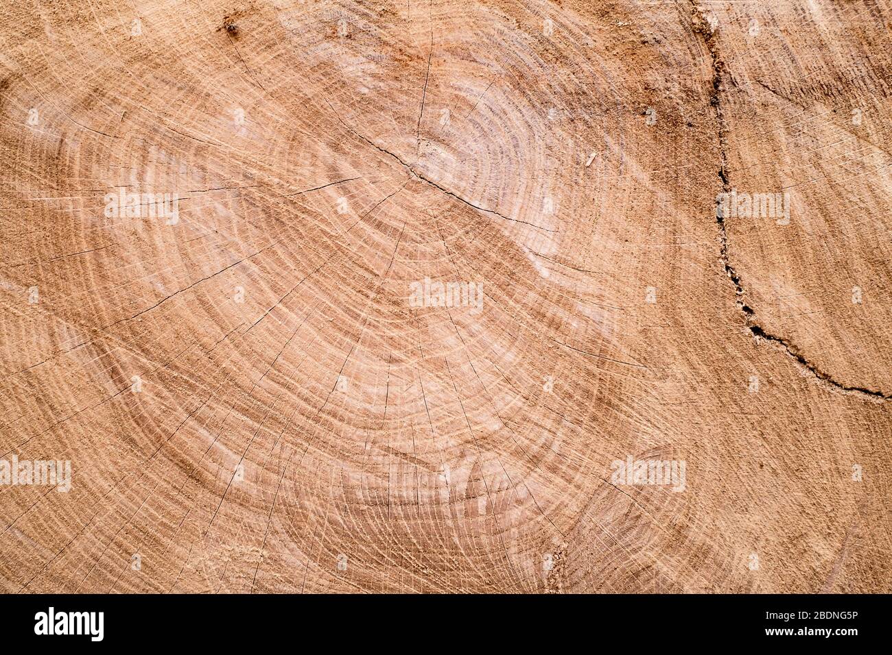 Closeup view of end cut wood tree section Stock Photo - Alamy