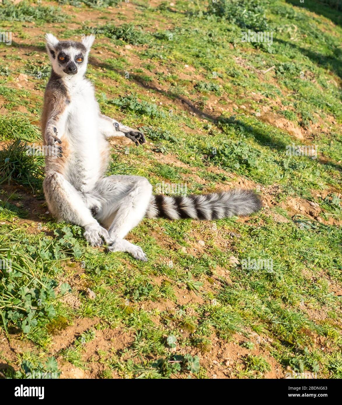 Ring tailed lemur on rope hi-res stock photography and images - Alamy