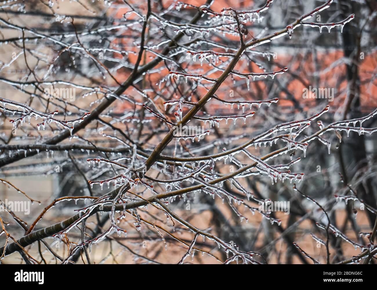 Freezing rain on the branches with red buds Stock Photo - Alamy