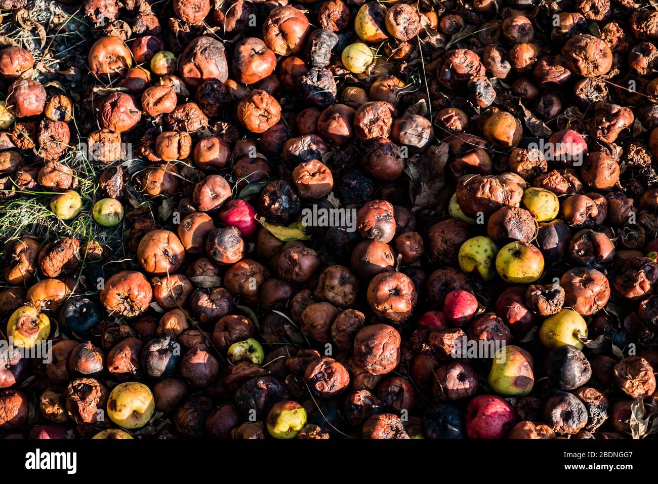 Rotten Apples on the ground Stock Photo - Alamy