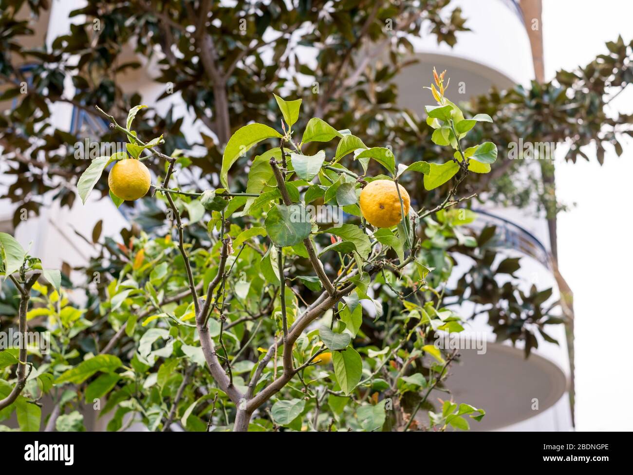 a lemon tree near the building in Athens Stock Photo - Alamy