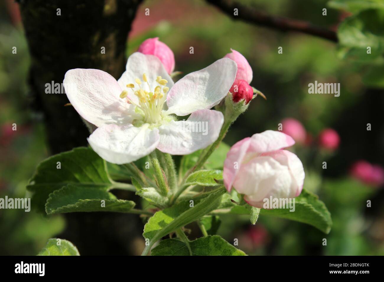 Cluster Blooming High Resolution Stock Photography and Images - Alamy