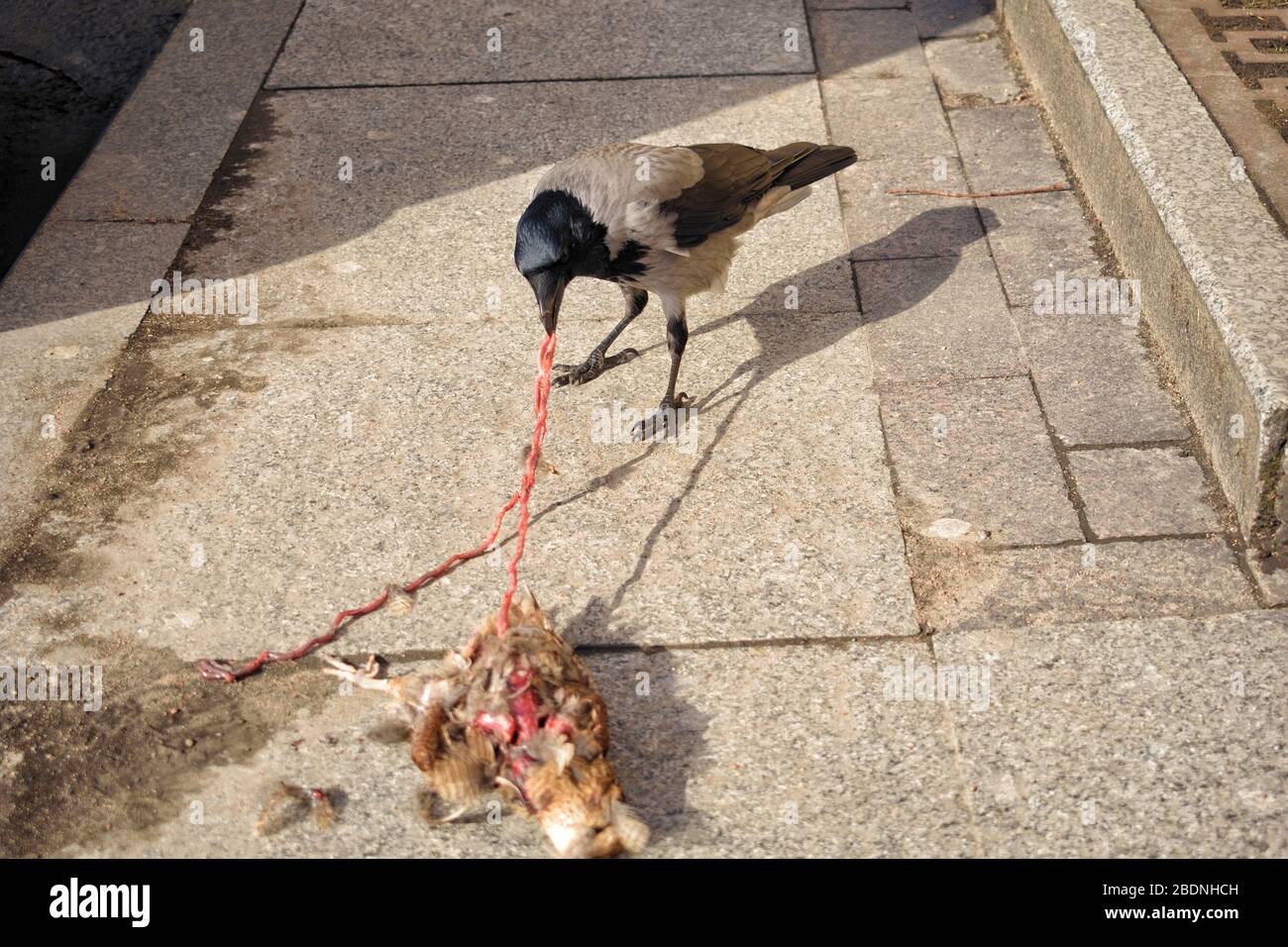 Crow eats a dead bird.She gutted the insides with her beak Stock Photo ...