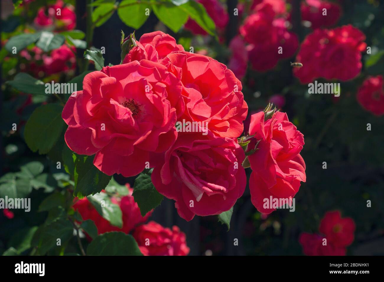 Beautiful red roses in the garden. Flowers Stock Photo - Alamy