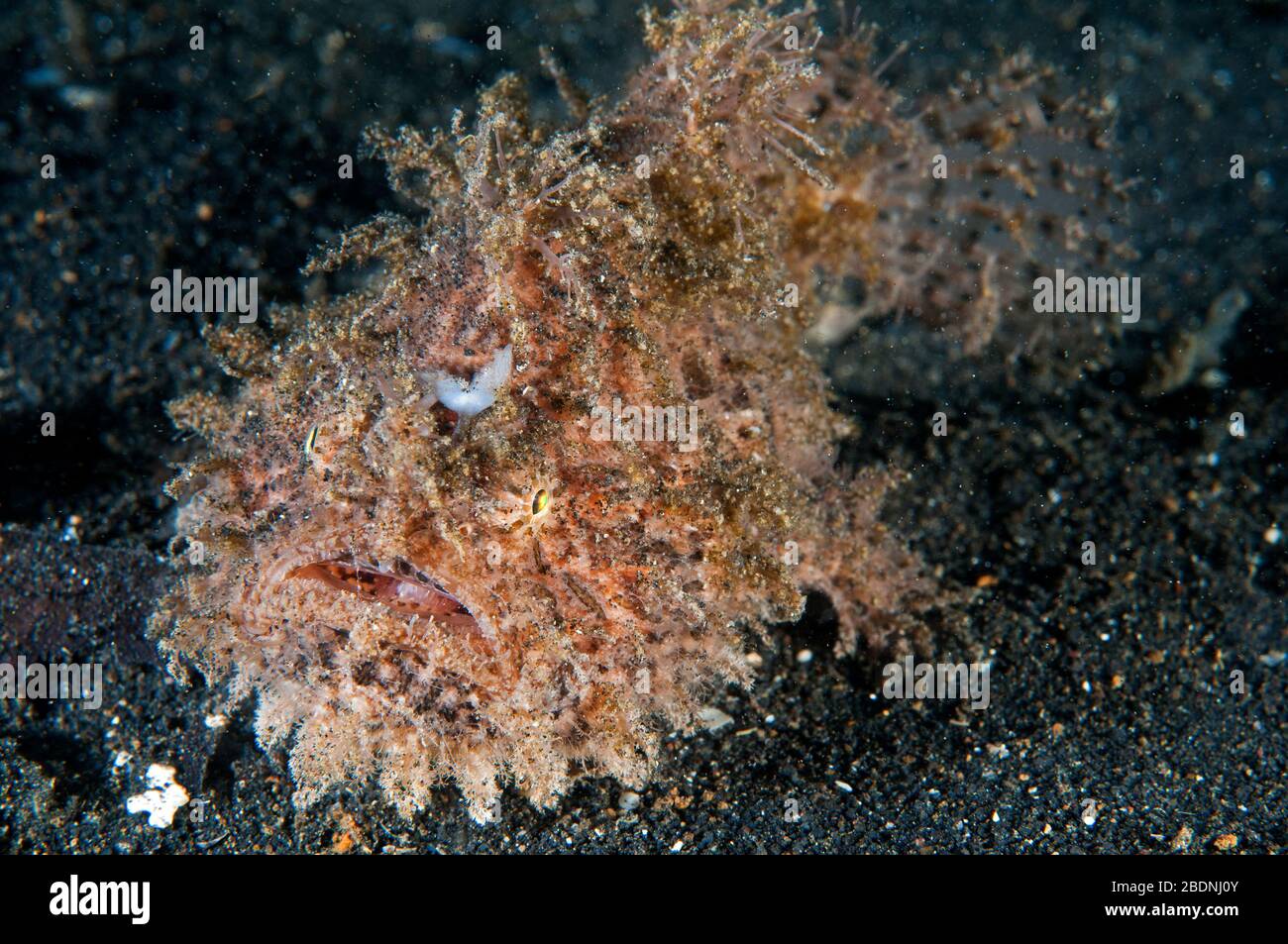 Striped frogfish, Antennarius striatus, Sulawesi Indonesia Stock Photo ...