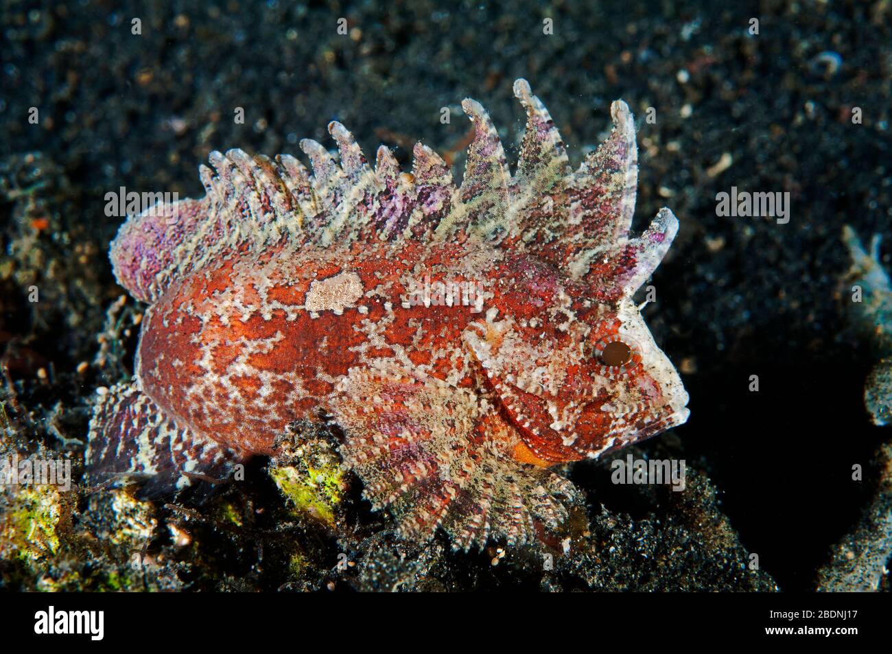 Longspine waspfish, Paracentropogon longispinus, Sulawesi Indonesia ...