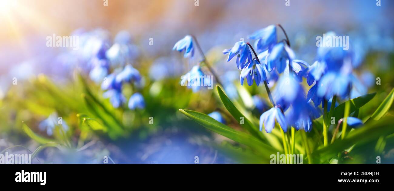 Spring flowers in the park hi-res stock photography and images - Alamy