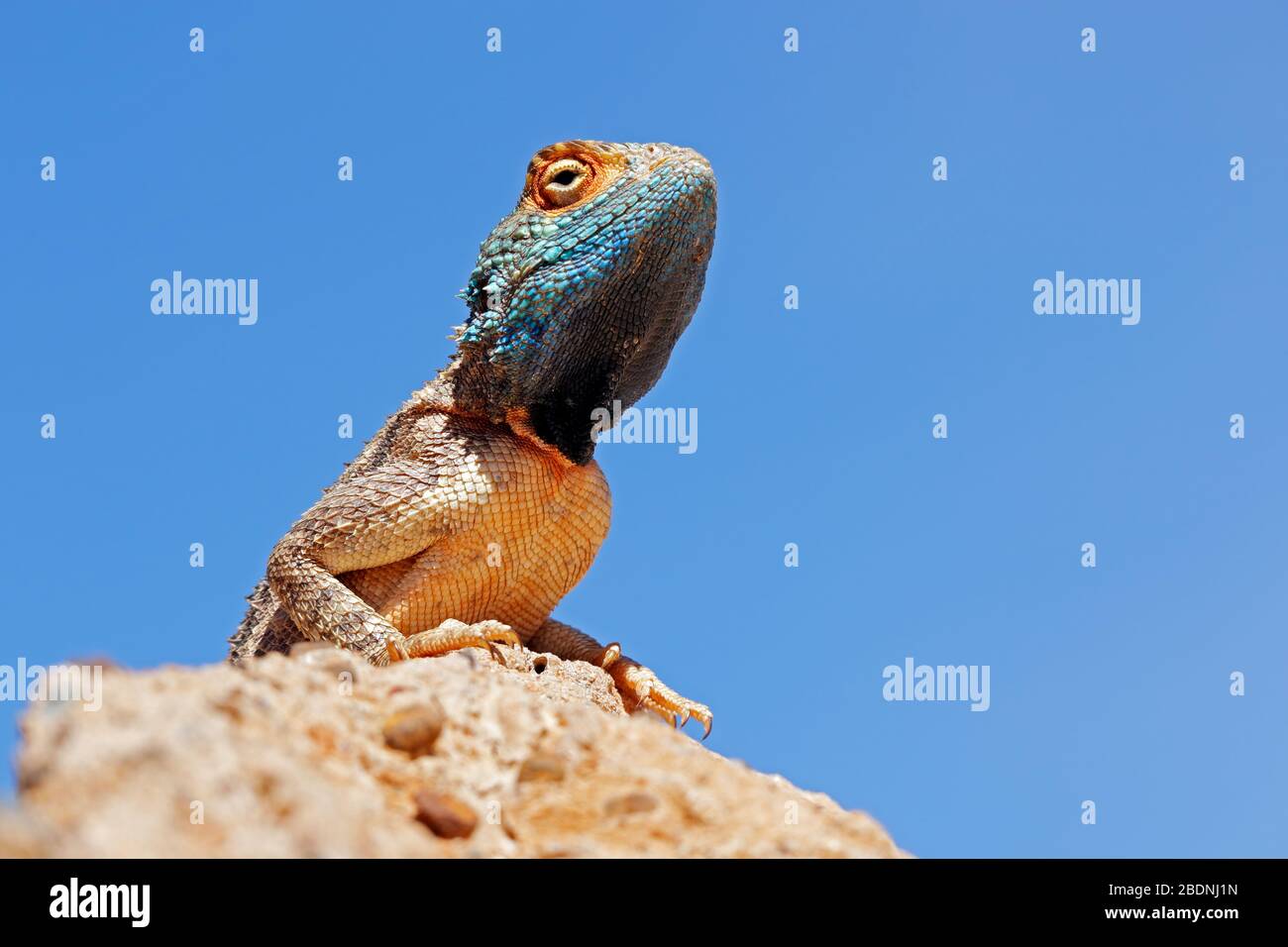 Portrait of a ground agama (Agama aculeata) sitting on a rock agains a ...