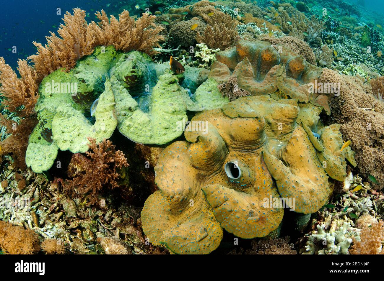 Giant clam tridacna gigas hi-res stock photography and images - Alamy
