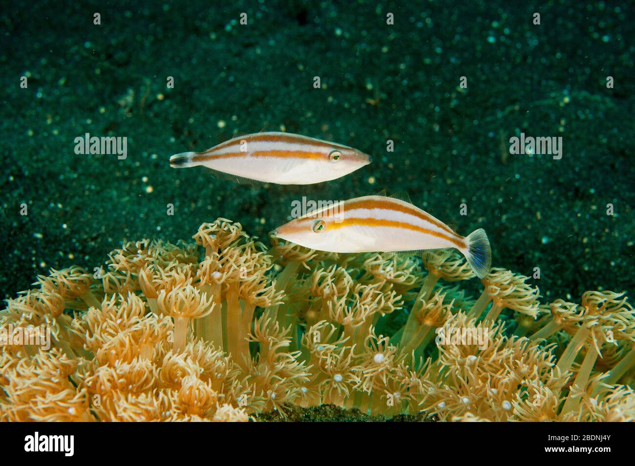 Rhino filefish hi-res stock photography and images - Alamy