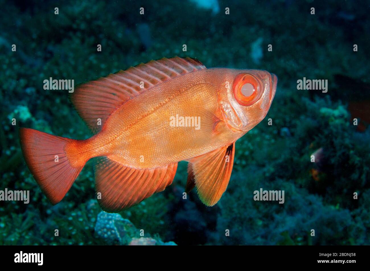 Bloch's bigeye, Priacanthus blochii, Sulawesi Indonesia Stock Photo - Alamy