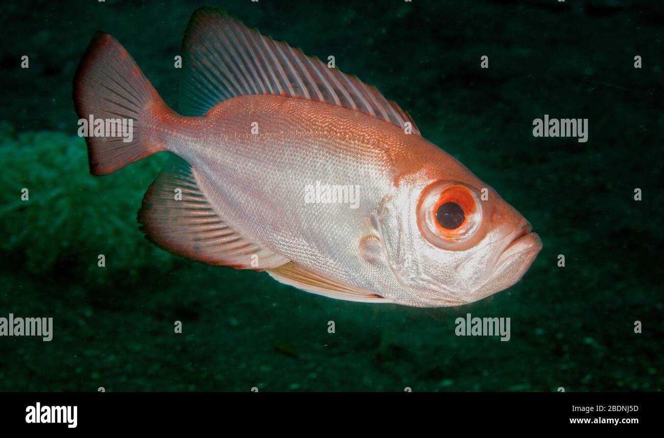 Bloch's bigeye, Priacanthus blochii, Sulawesi Indonesia Stock Photo - Alamy