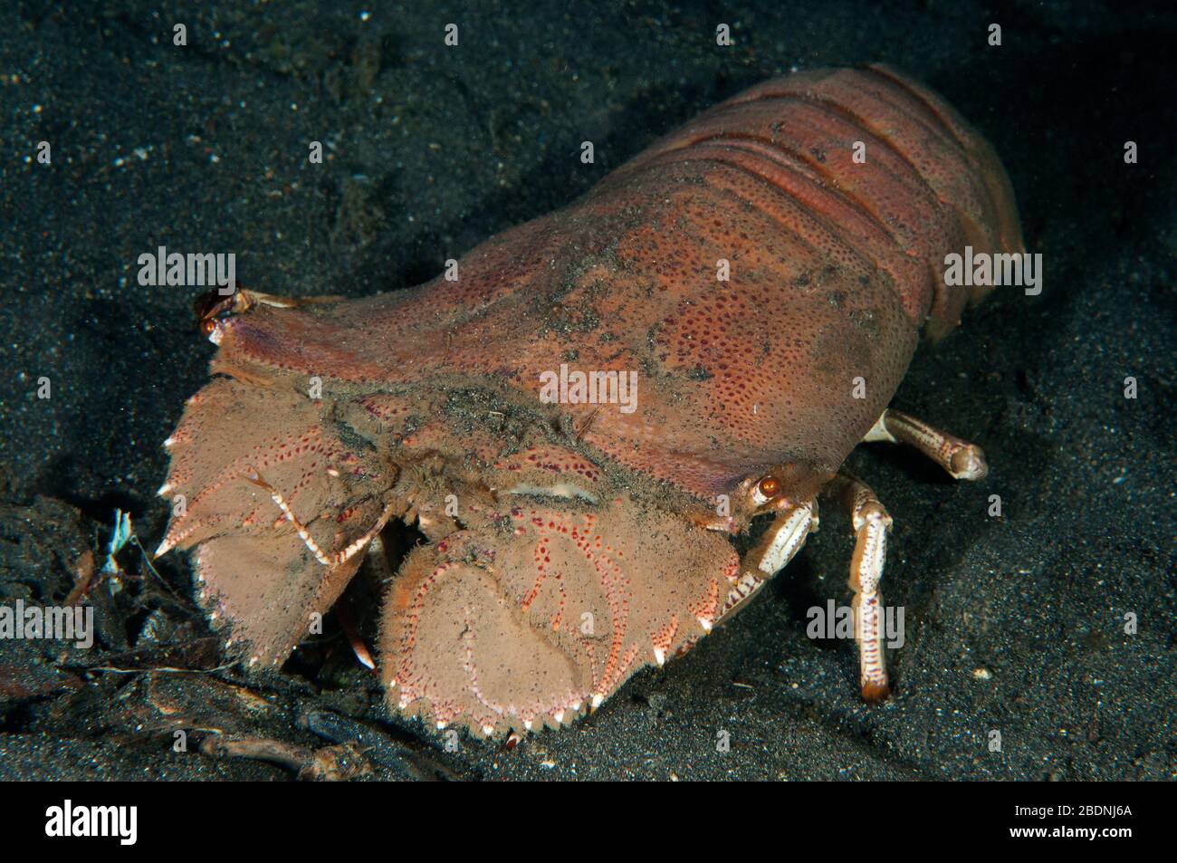 Slipper Lobster, Thenus orientalis, Lembeh Strait, Sulawesi, Indonesia ...