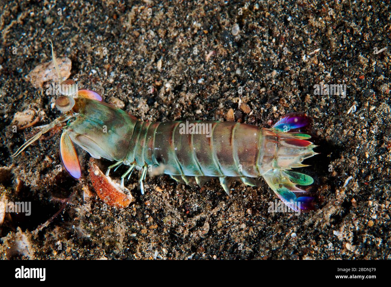 Pink-eared Mantis Shrimp, Odontodactylus latirostris, Lembeh Strait ...
