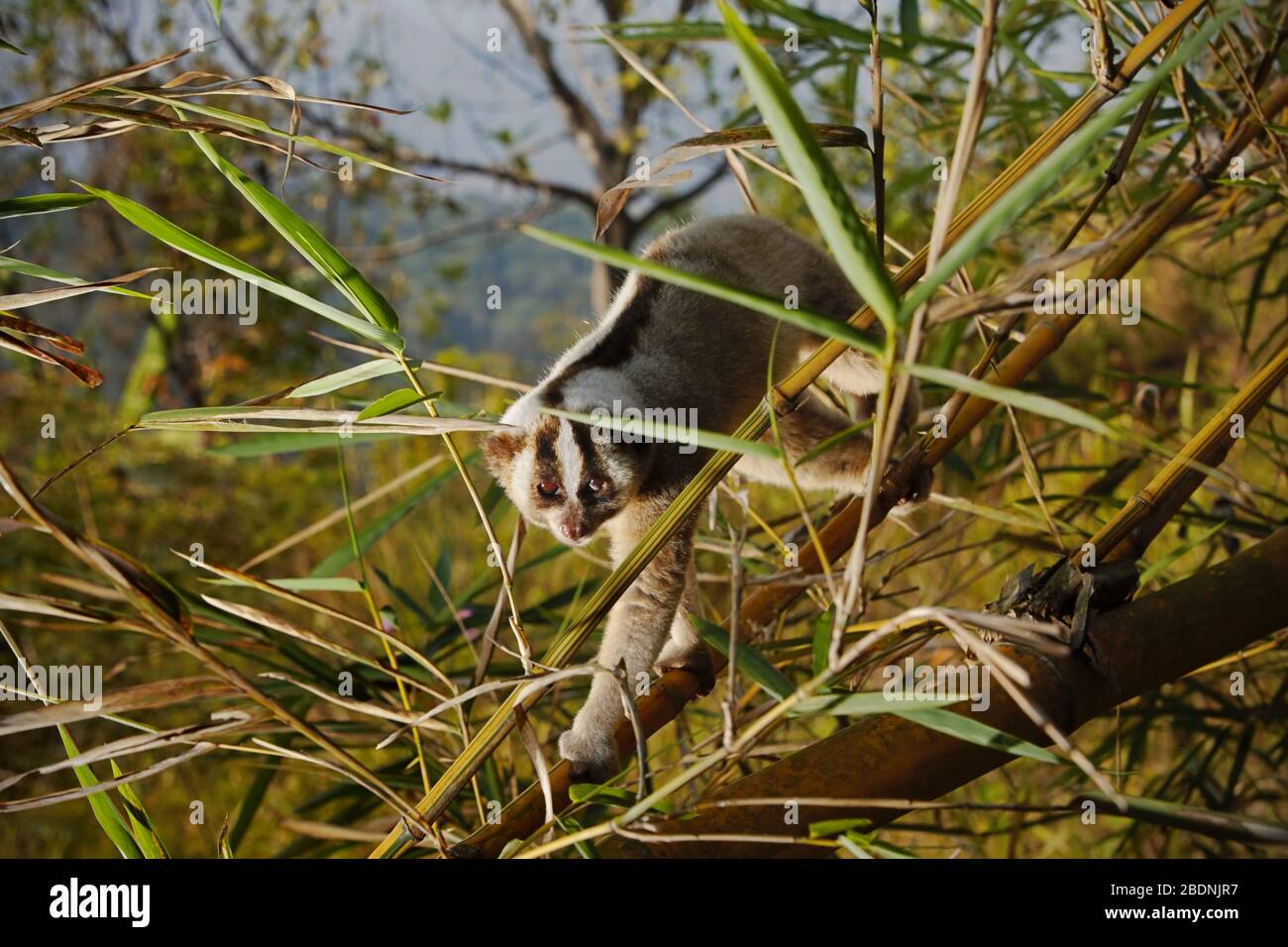 Wild slow loris in natural habitat, photographed in a controlled ...