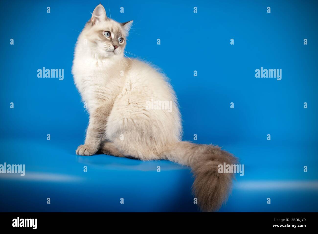 Studio photography of the neva masquerade cat on a colored background ...