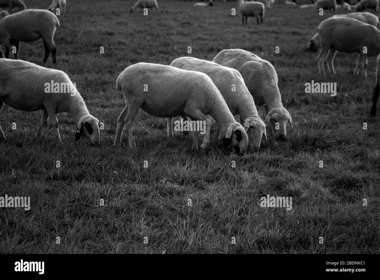 Shepherd and sheep at dusk Black and White Stock Photos & Images - Alamy