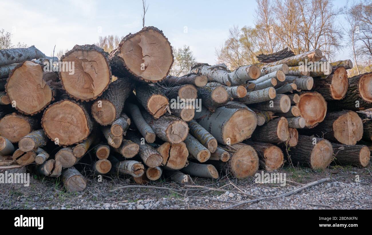 Pile cut branches hi-res stock photography and images - Alamy