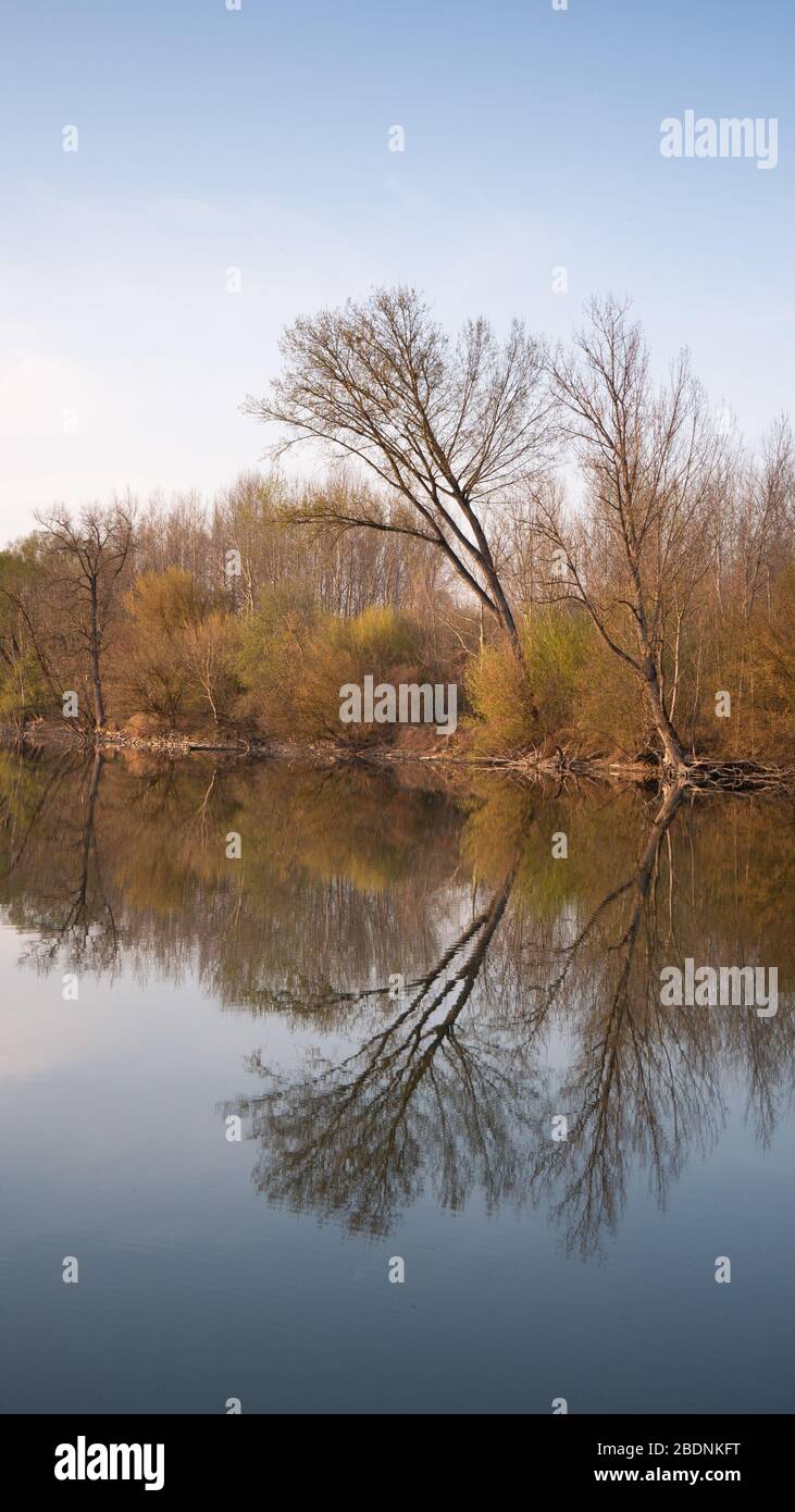 Tree near lake hi-res stock photography and images - Alamy