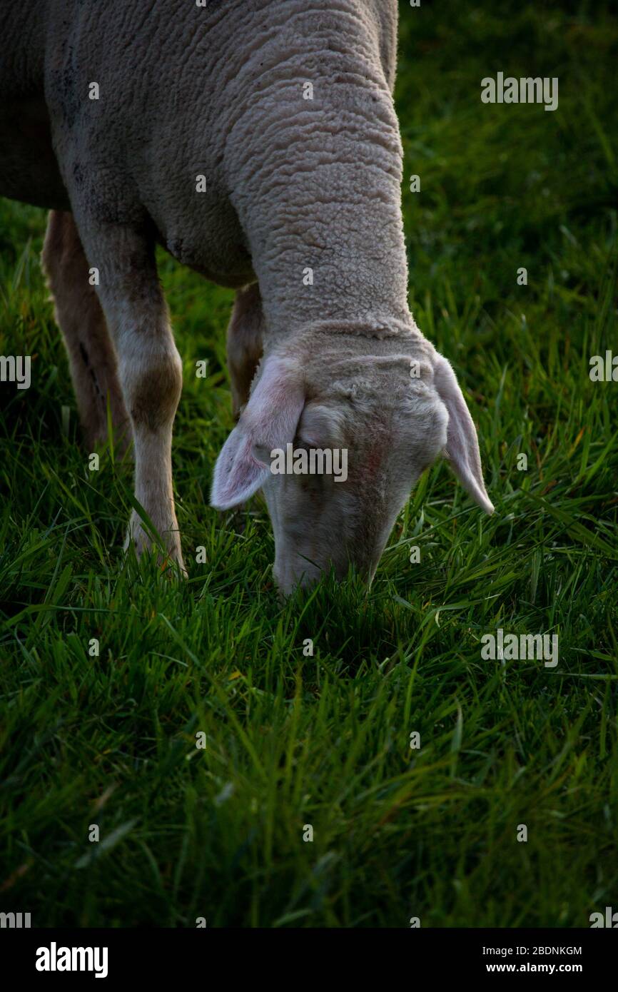 Sheeps eating grass hi-res stock photography and images - Alamy