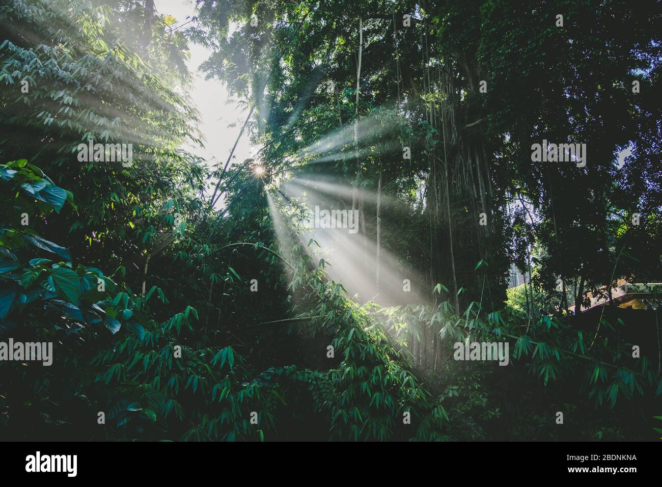 the forest of Bali Stock Photo - Alamy