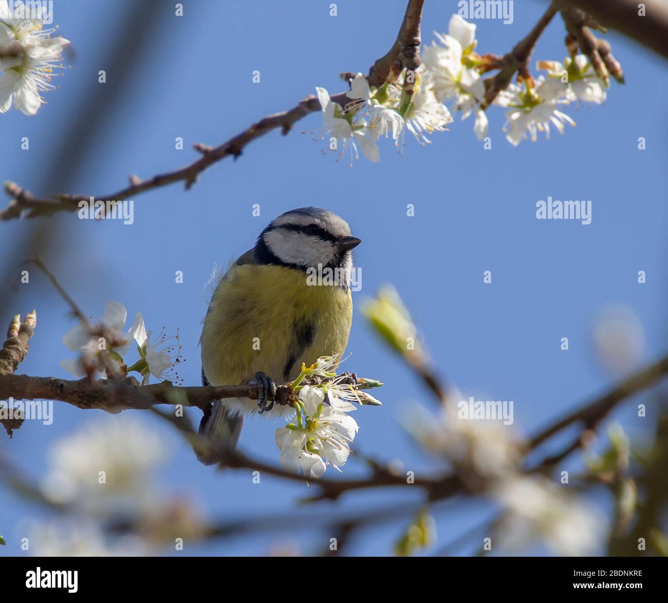 Eurasian Blue Tit (Cyanistes caeruleus Stock Photo - Alamy