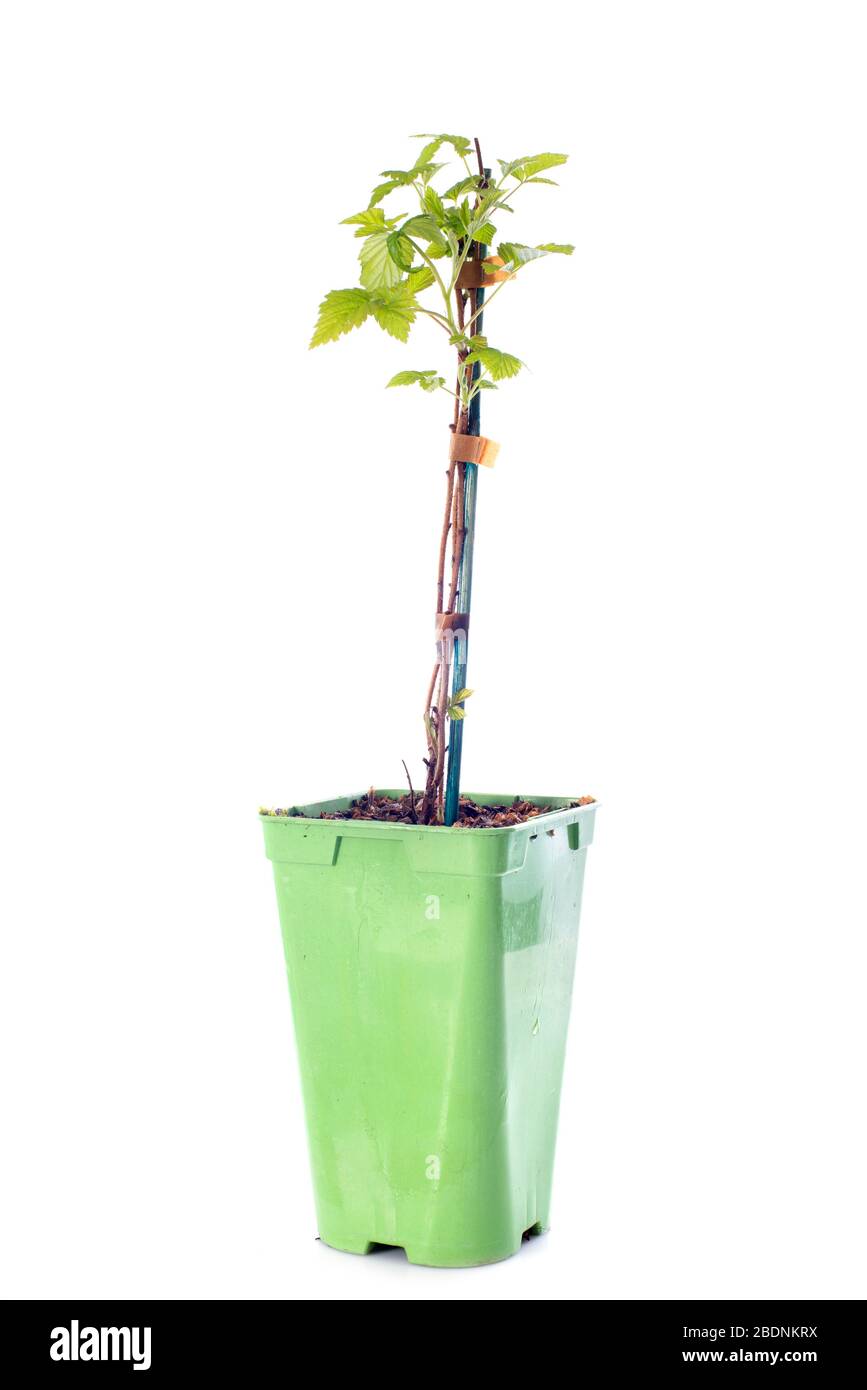 raspberry in pot in front of white background Stock Photo - Alamy