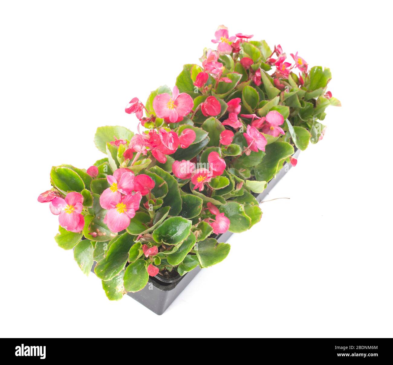 begonias plants in front of white background Stock Photo - Alamy