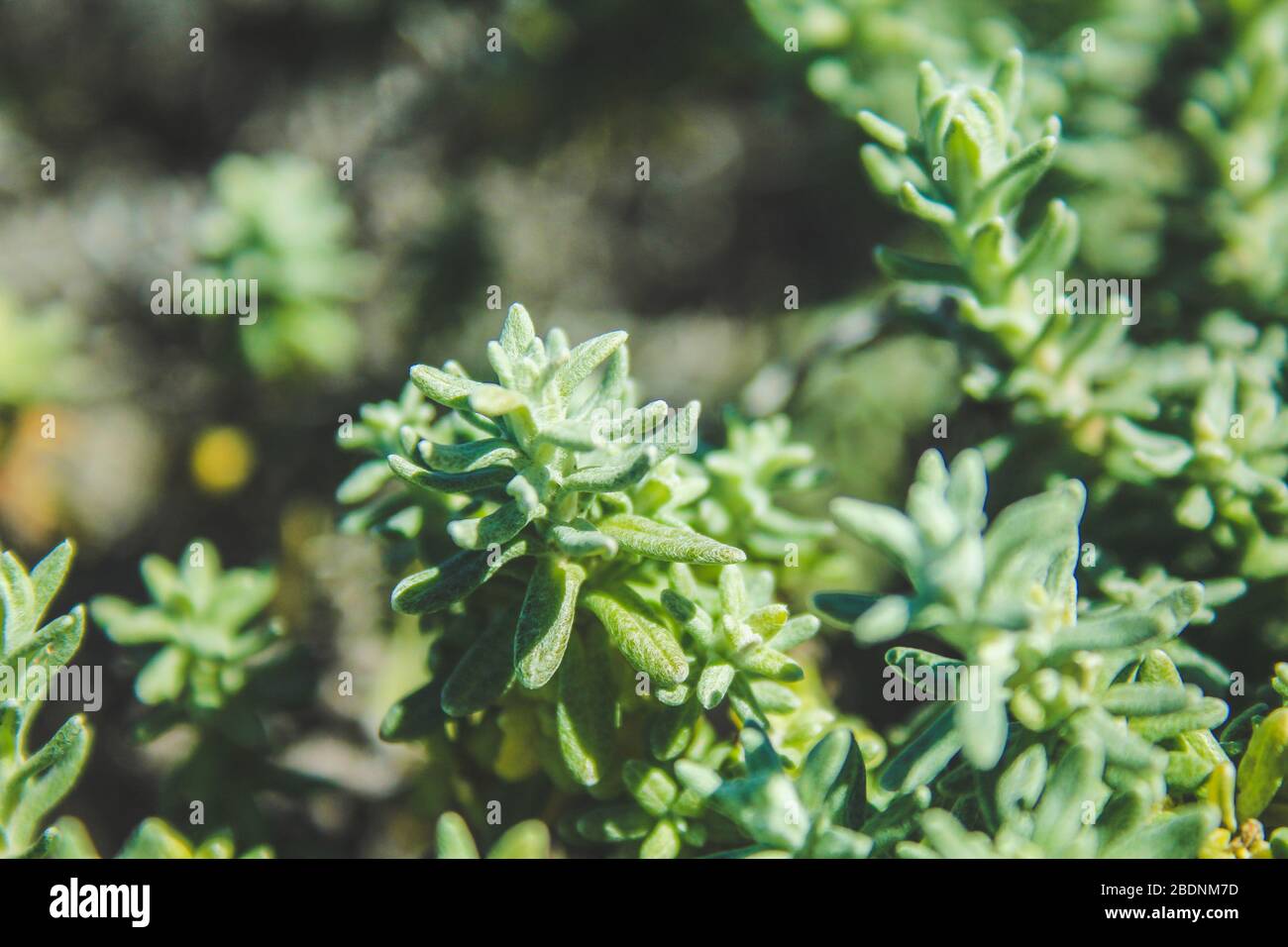 small wild evergreen plant is growing in Mallorca, Spain Stock Photo ...