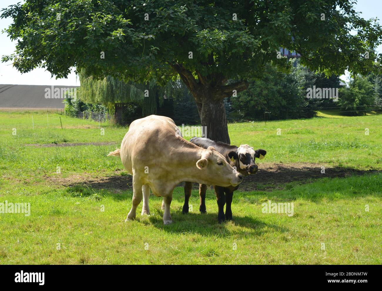 Cow and calf lifestock on a farm Stock Photo - Alamy
