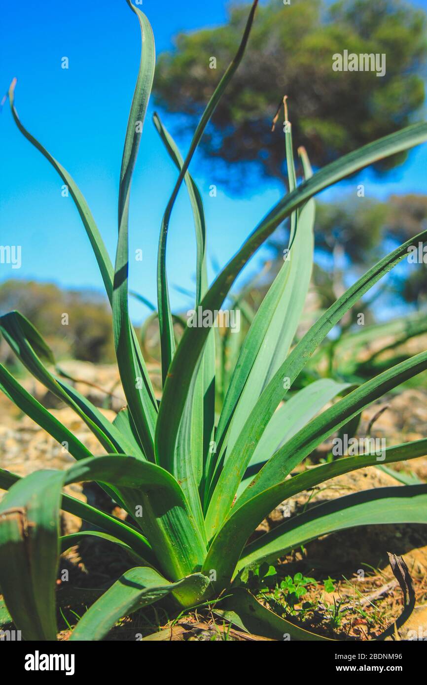 small wild evergreen plant is growing in Mallorca, Spain Stock Photo ...